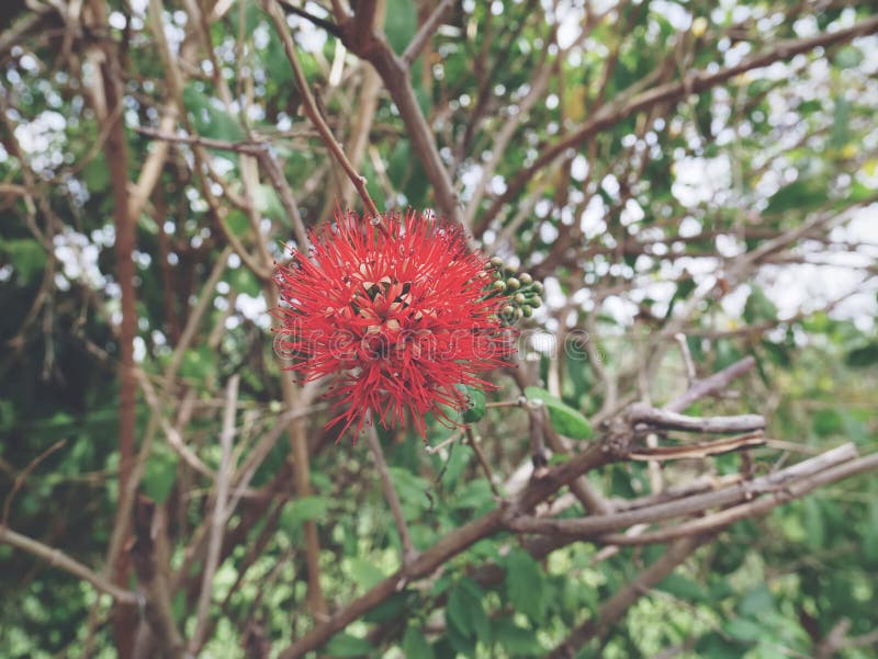 Red Spiky Flowering Plant with Selective Focus Stock Image - Image of ...