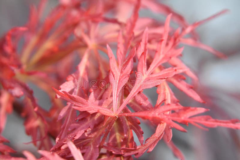 Red Split Leaf Japanese Maple Leaves Up Close Stock Photo - Image of ...