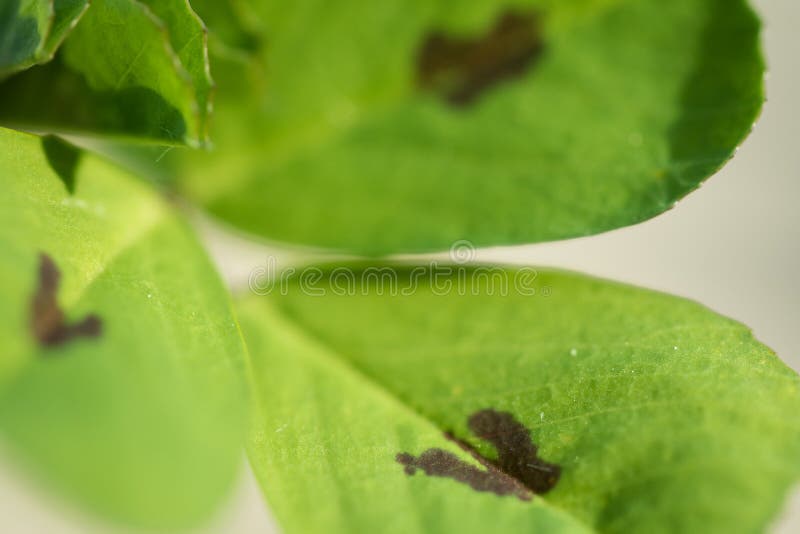 Close Up of Red Spotted Clover, Medicago Arabica Stock Photo - Image of ...