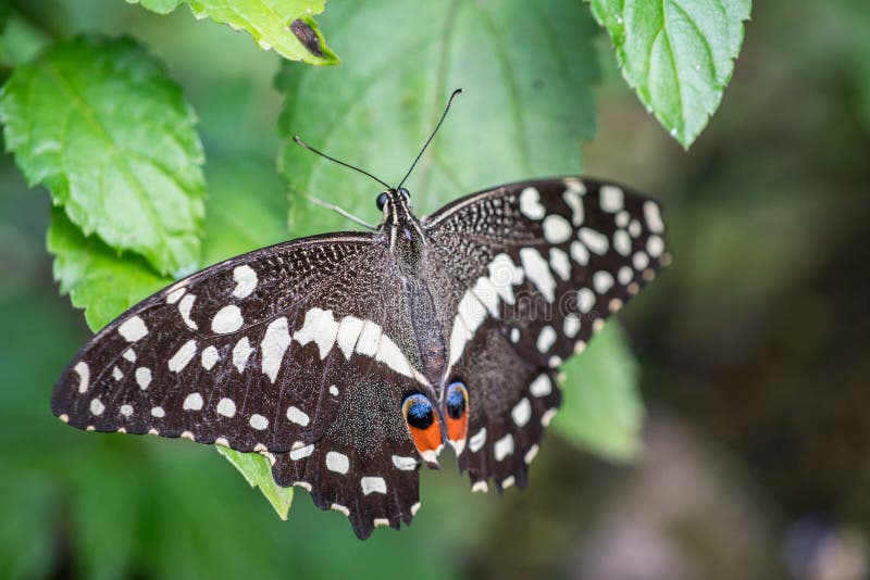 Close Up of a Red Spotted Swallowtail Stock Image - Image of insect ...