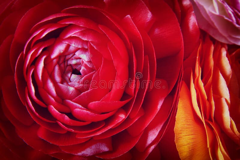 Close Up of of Red Spring Flowers. Top View Photo Stock Photo - Image ...