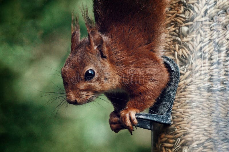 Close up of a red squirrel stock image. Image of squirrel - 251604715