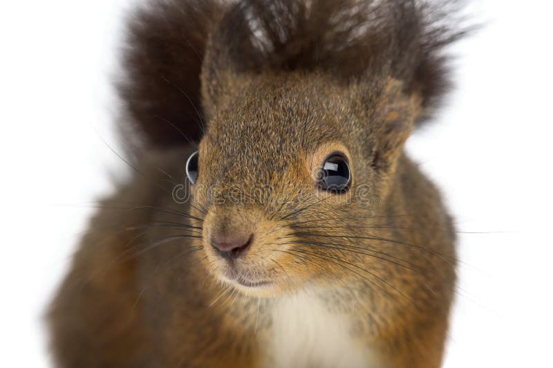 Close-up of a Red Squirrel or Eurasian Red Squirrel, Sciurus Vulgaris ...