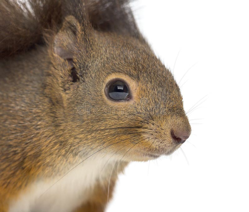 Close-up of a Red Squirrel or Eurasian Red Squirrel, Sciurus Vulgaris ...