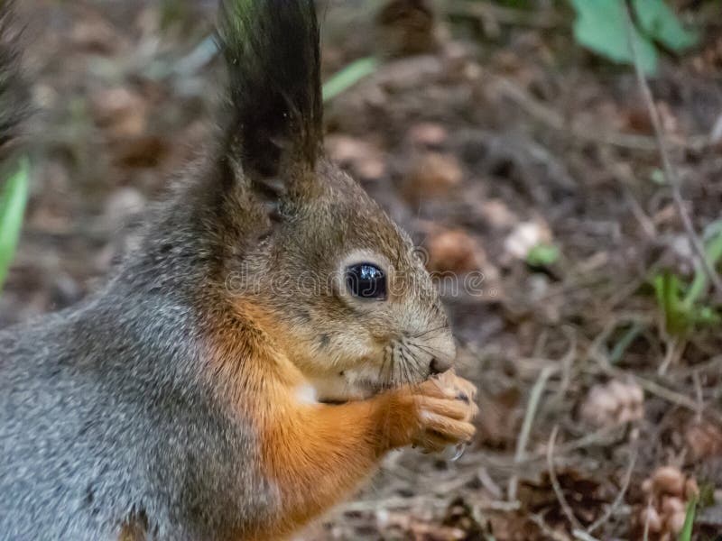 Close-up of the Red Squirrel (Sciurus Vulgaris) Sitting on Ground in ...