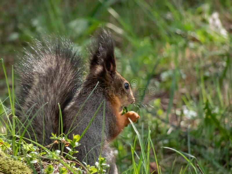 Close-up of the Red Squirrel (Sciurus Vulgaris) Sitting on Ground in ...
