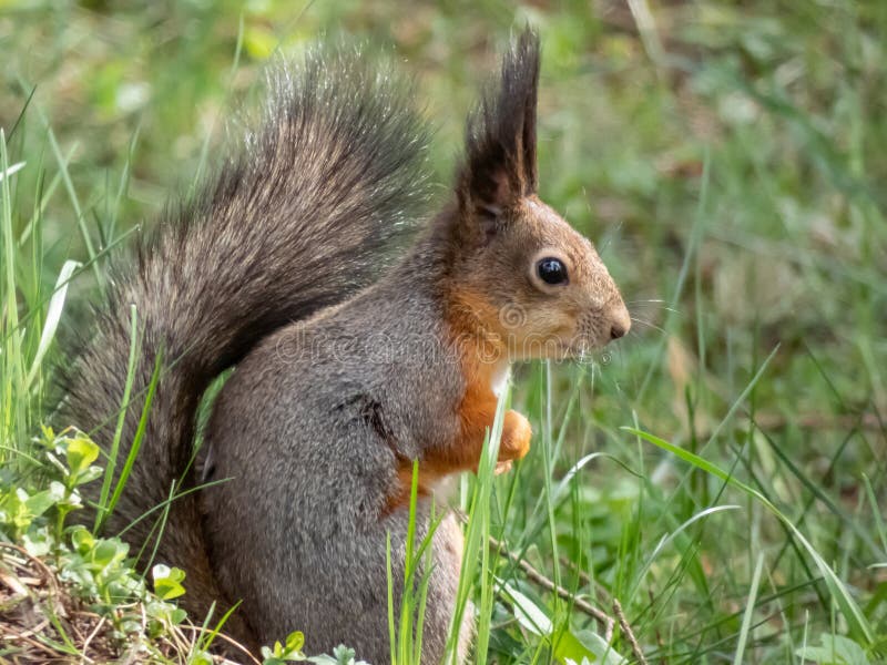 Close-up of the Red Squirrel (Sciurus Vulgaris) Sitting on Ground in ...