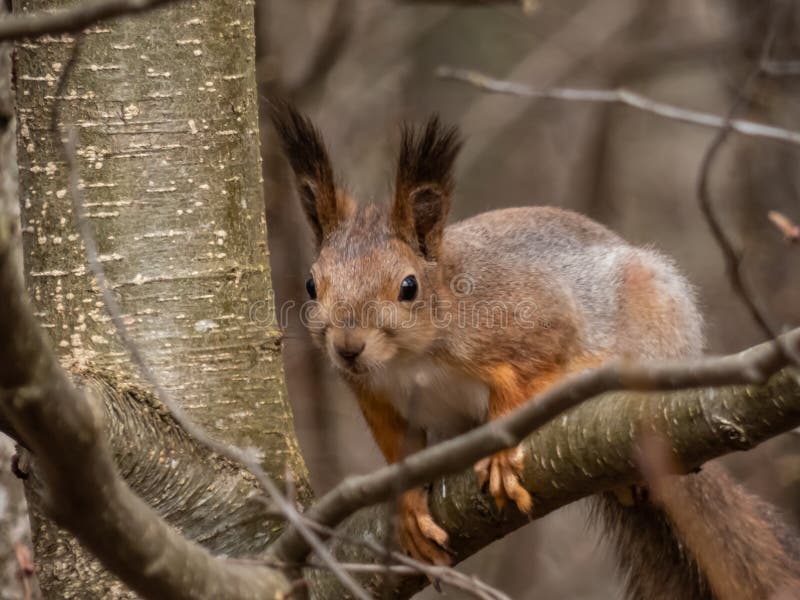 Close-up of the Red Squirrel (Sciurus Vulgaris) Sitting on a Tree Branch in Forest Stock Photo ...