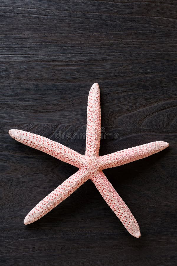 Close-up of a Starfish (sea Star) Stock Photo - Image of sand, creature ...