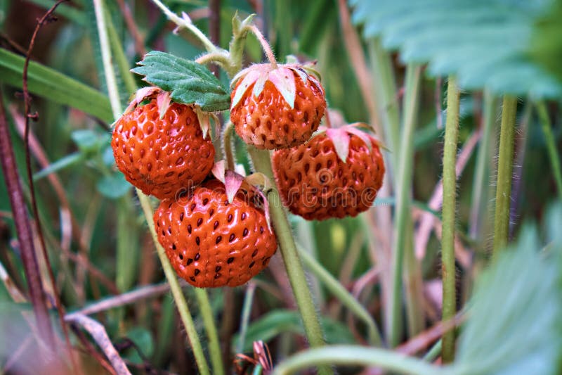 Close-up of a Red Strawberry in a Meadow in the Middle of the Grass ...