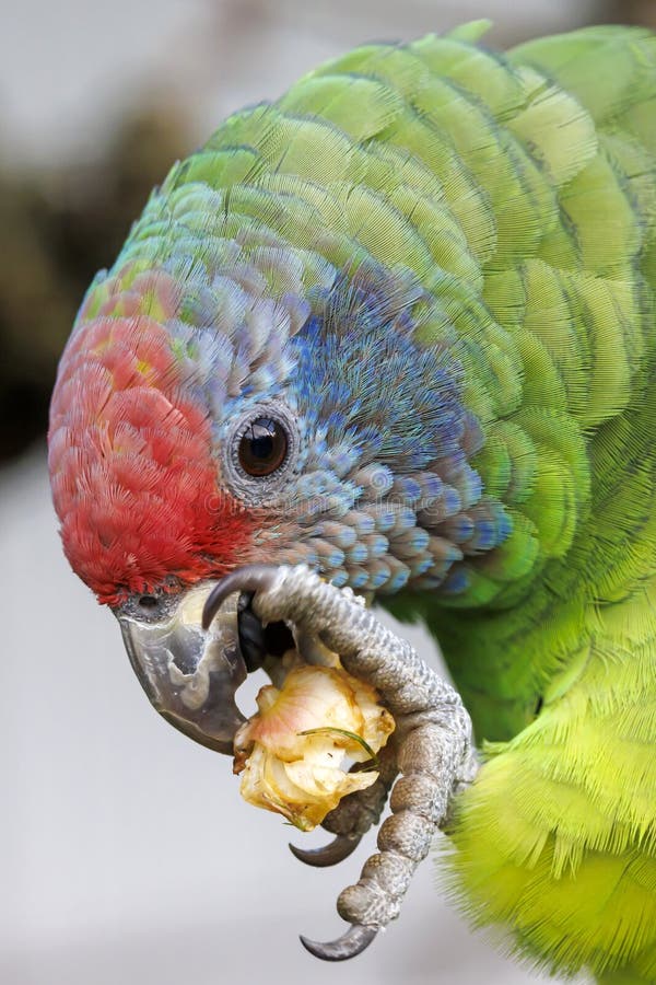 Close Up of a Red-tailed Amazon Stock Image - Image of exotic, blue ...
