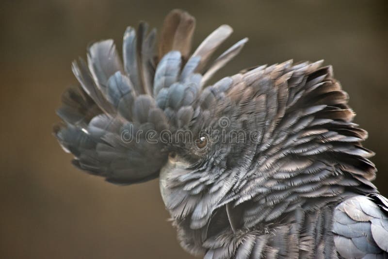 This is a Close Up of a Red Tailed Black Cockatoo Stock Photo - Image ...