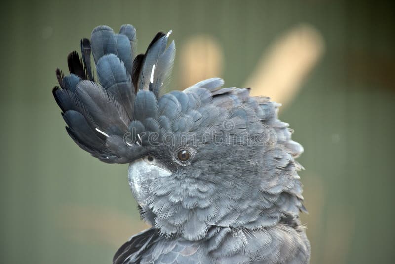 This is a Close Up of a Red Tailed Black Cockatoo Stock Photo - Image ...
