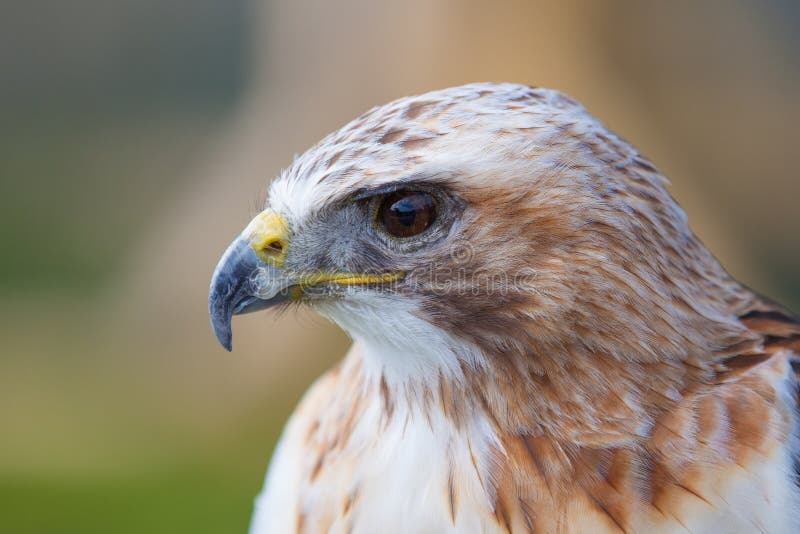 Harris hawk full body stock photo. Image of falconry - 25867270