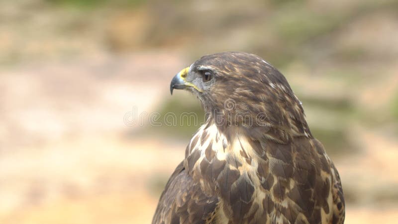 Close-up Red-tailed Hawk. Bird of Prey. Slow Motion Shot. Stock Footage ...