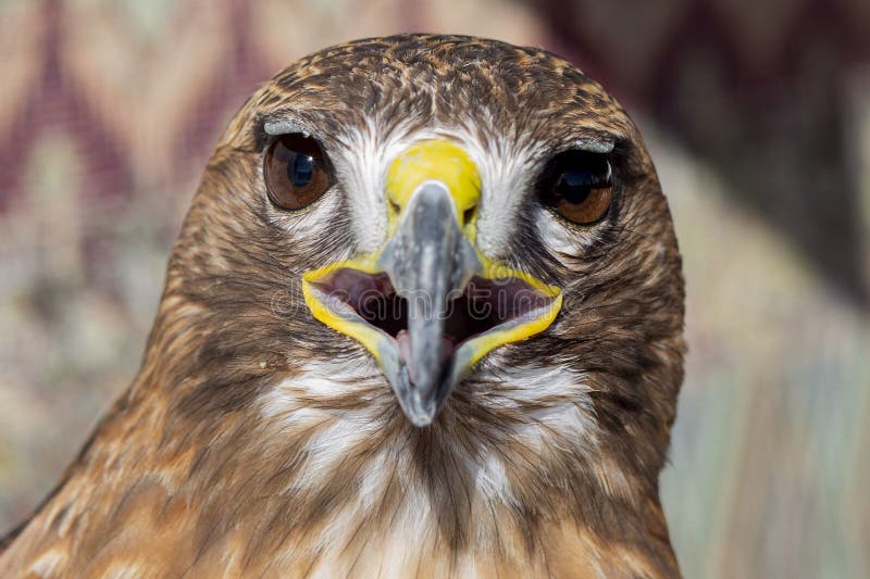 Hawk Staring stock image. Image of outside, backyard - 98523945