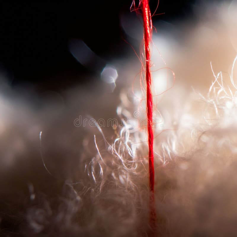 Close-up of a Red Thread Weaving through Soft, Fluffy White Fabric. the ...