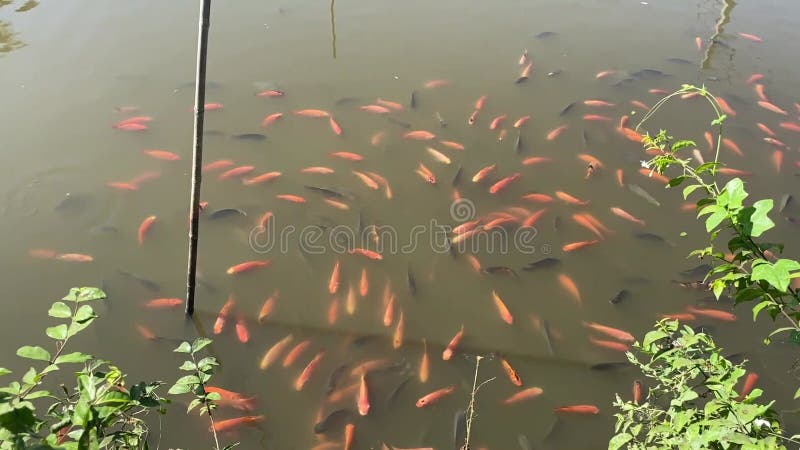 Red Tilapia Fish in the Pond Stock Footage - Video of white, animal ...
