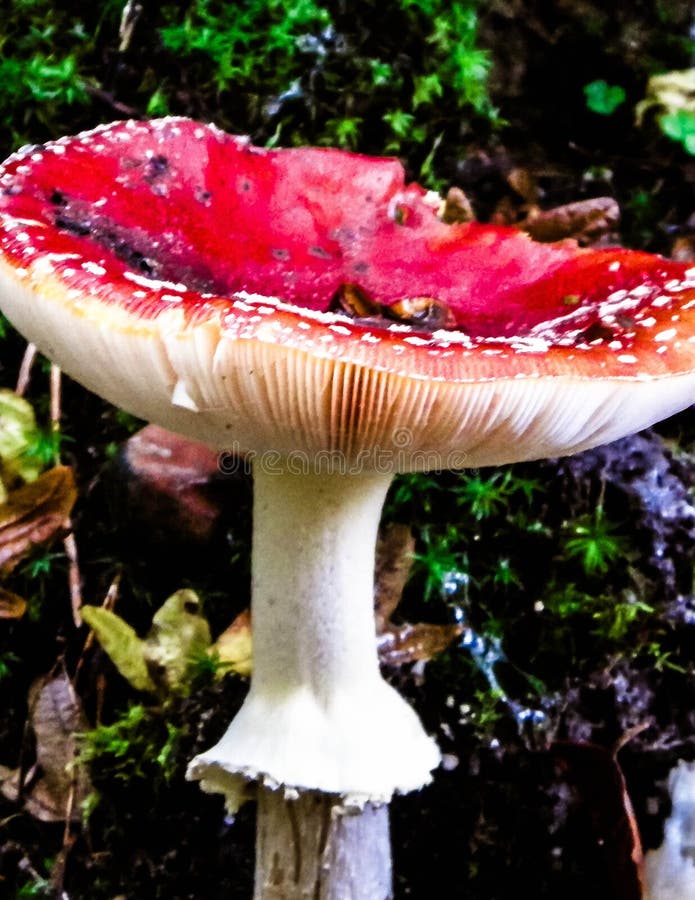 Close Up of Red Toadstool, Poisonous Mushroom Stock Photo - Image of ...