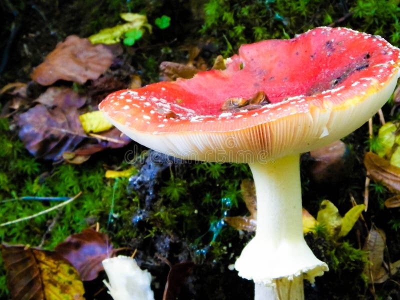 Close Up of Red Toadstool, Poisonous Mushroom Stock Photo - Image of ...