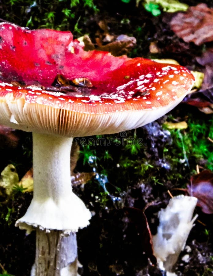 Close Up of Red Toadstool, Poisonous Mushroom Stock Image - Image of ...