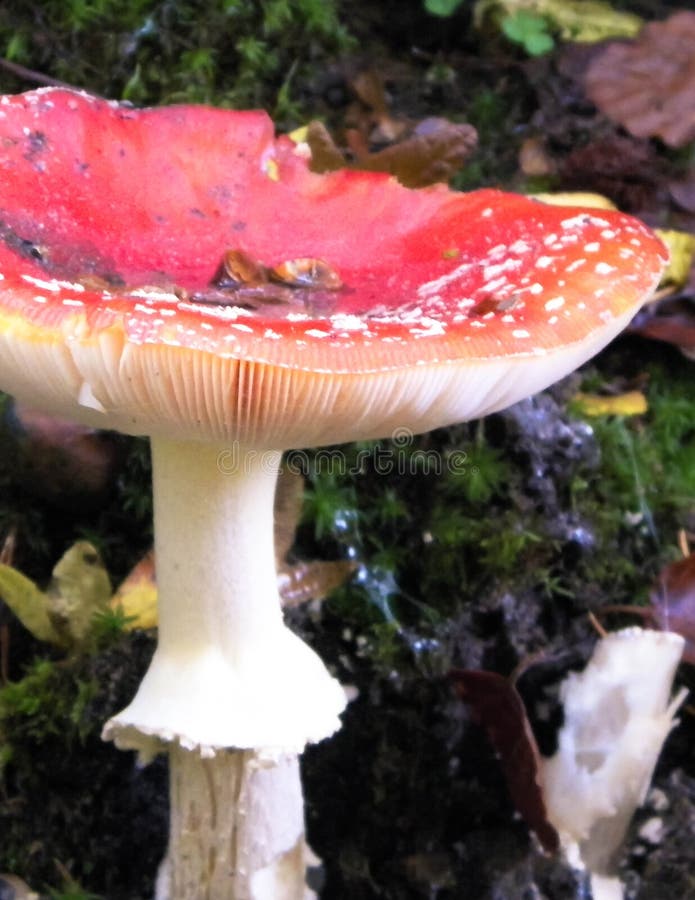 Close Up of Red Toadstool, Poisonous Mushroom Stock Image - Image of ...