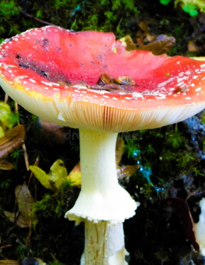 Close Up of Red Toadstool, Poisonous Mushroom Stock Photo - Image of ...
