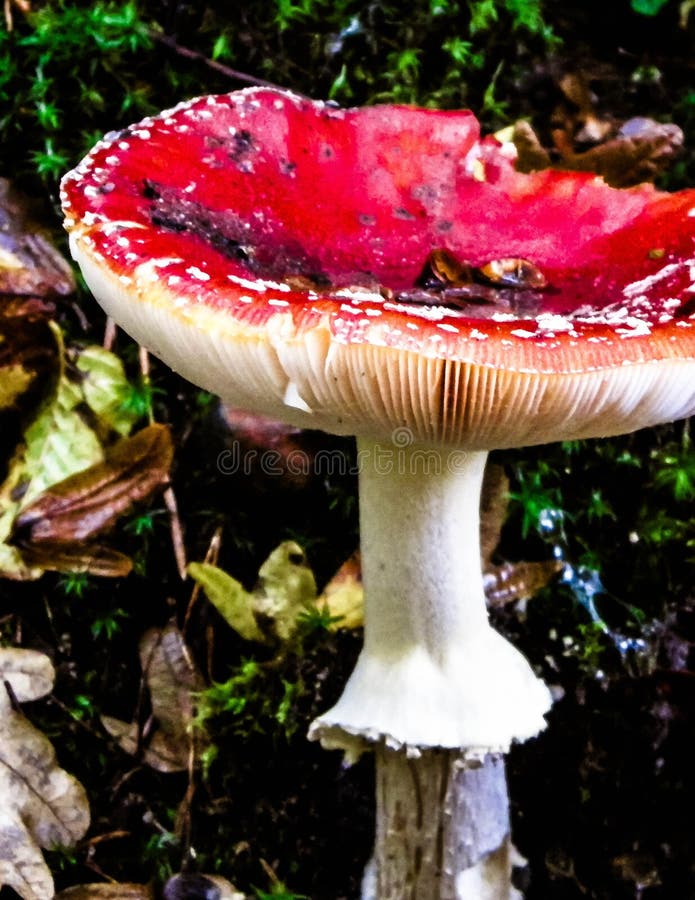 Close Up of Red Toadstool, Poisonous Mushroom Stock Photo - Image of ...