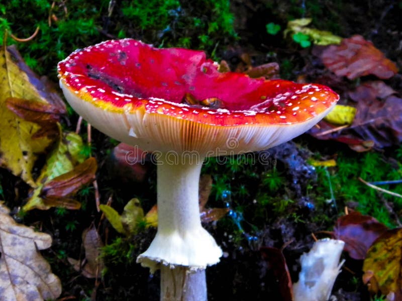 Close Up of Red Toadstool, Poisonous Mushroom Stock Image - Image of ...