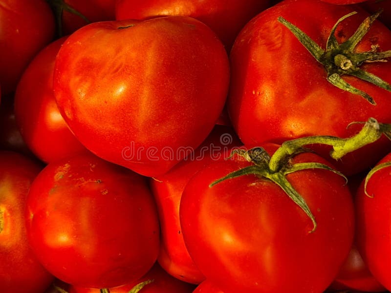 Close up of red tomatoes stock photo. Image of healthy - 268006652