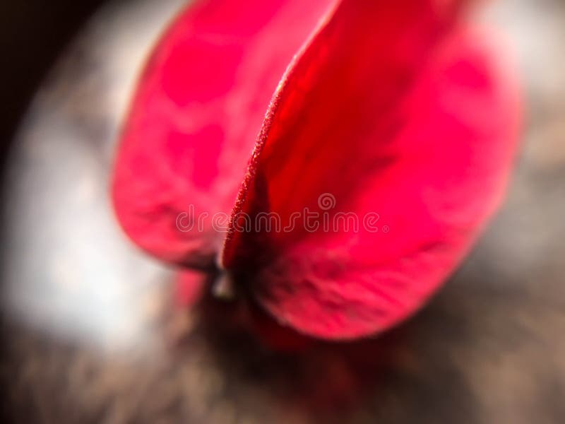 Close Up of Red Trailing Abutilon Flower with Blurry Background Stock ...