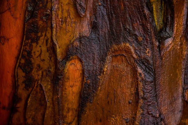 Close up on red tree bark stock photo. Image of forest - 90253492