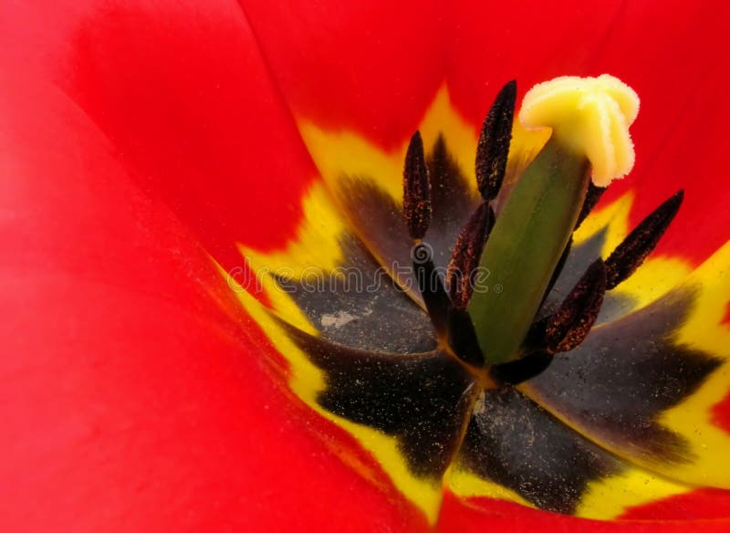 Anatomy of a Tulip stock image. Image of tulip, life, decor - 2329495