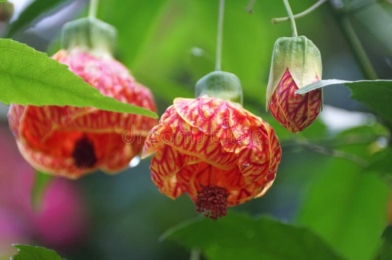 A Close Up of the Red Vine Chinese Lantern Flower Stock Photo - Image ...