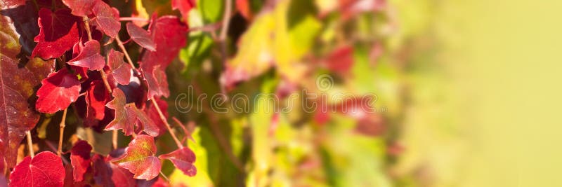 Close Up of Red Virgina Creeper in Autumn. Panoramic Web Banner Stock ...