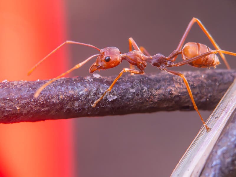 Close Up of a Red Weaver Ant. Stock Photo - Image of ants, small: 286726340