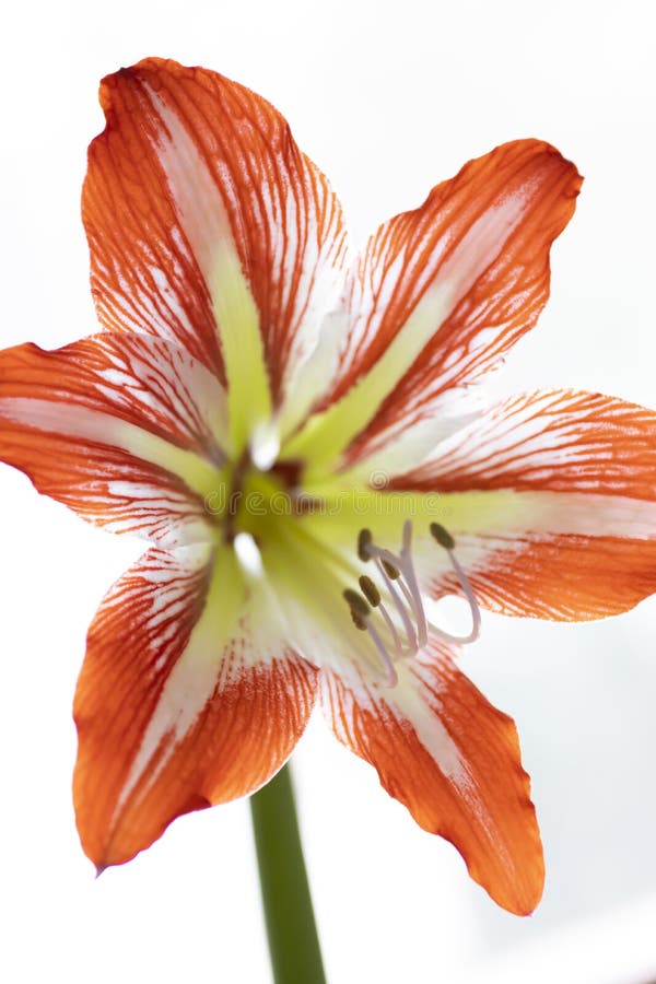 Close Up of Red and White Amaryllis Stock Photo - Image of amaryllis ...