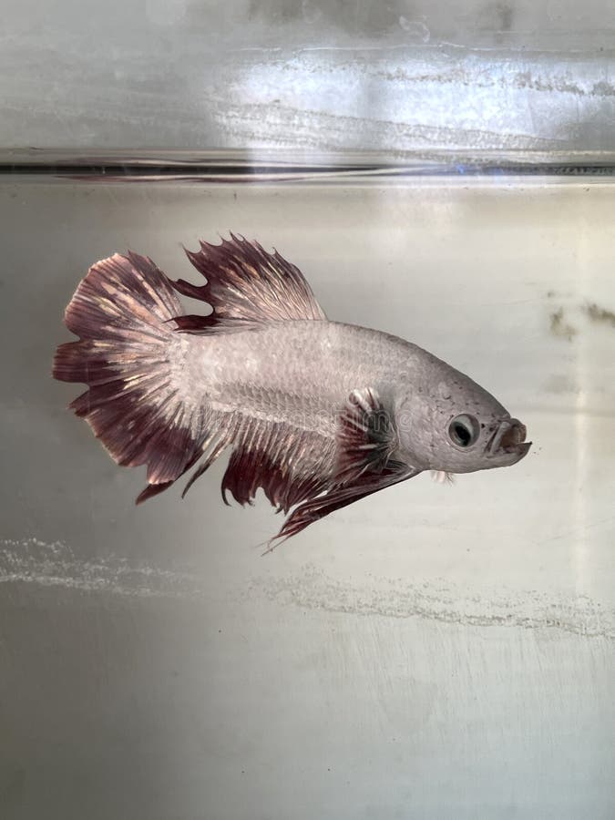 Close Up of a Red and White Betta Fish Stock Image - Image of blue ...