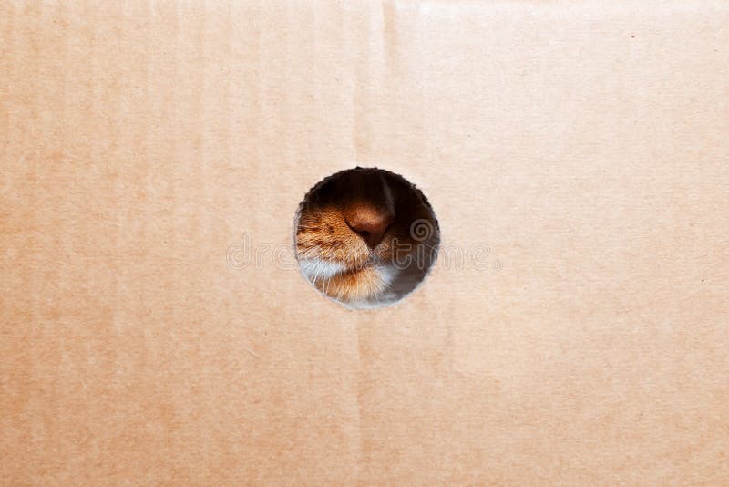 Close-up of Red-white Curious Cat in a Round Hole of Cardboard Box ...