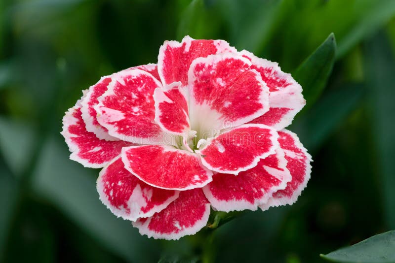 Dianthus stock photo. Image of botany, outdoor, gardening - 221330132