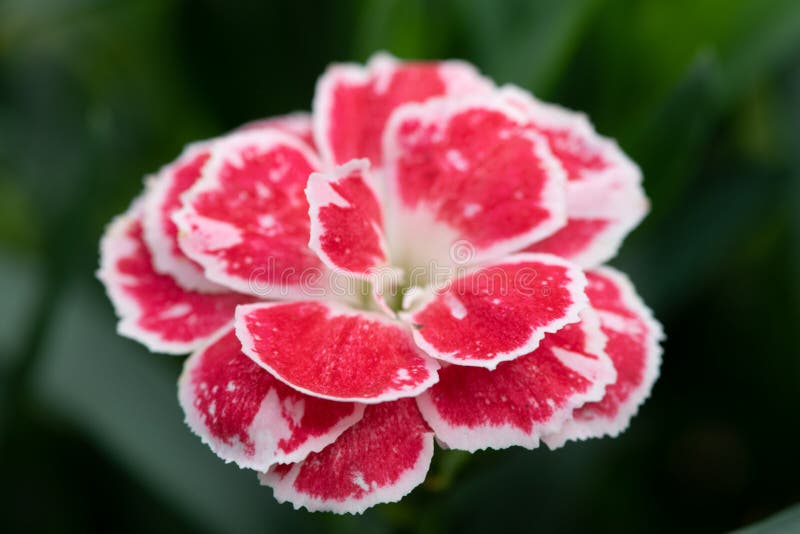 Dianthus stock image. Image of horticultiural, flower - 221330153