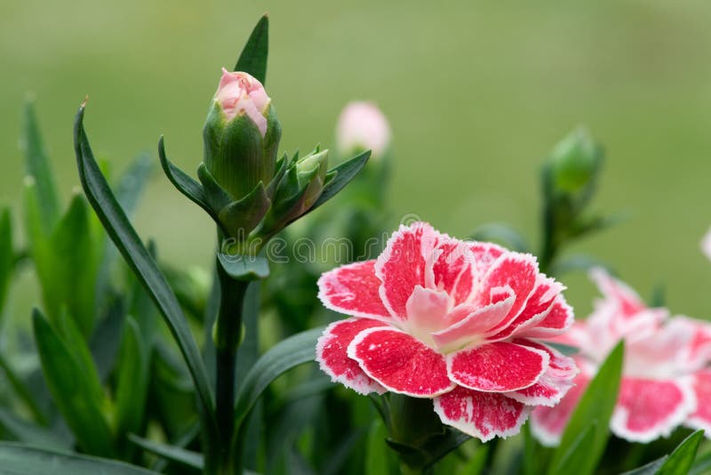 Dianthus stock image. Image of dianthus, closeup, colour - 221330505