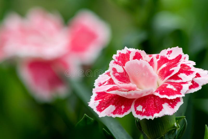 Dianthus stock photo. Image of horizontal, horticultiural - 221330594