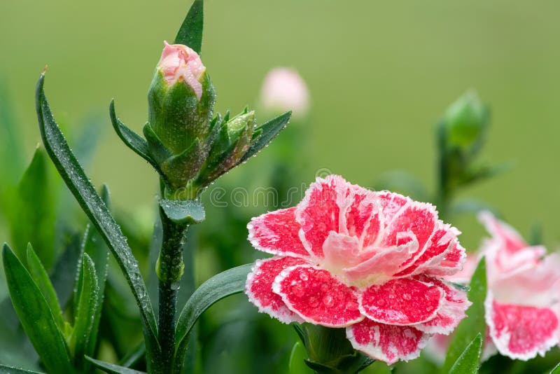 Dianthus stock image. Image of carnation, garden, head - 221330641