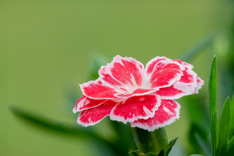 Dianthus stock image. Image of freshness, gardening - 221330669