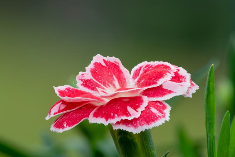Dianthus stock image. Image of horticultural, outdoor - 221330697