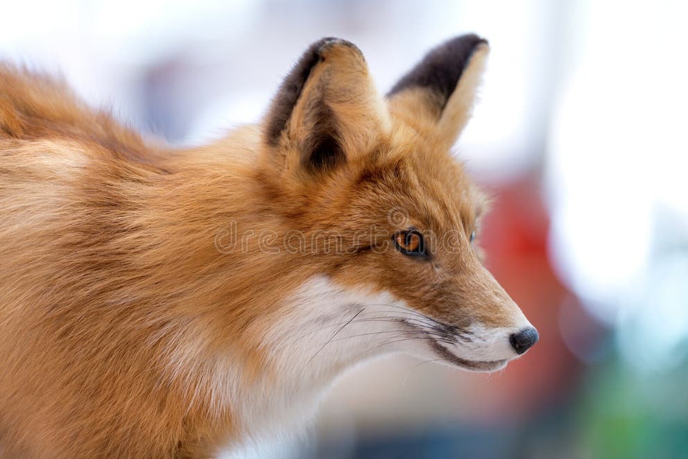 Close Up of a Red and White Fox Stock Image - Image of furry, vulpes ...