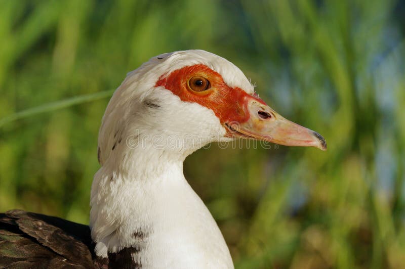 Close Up of Red White Head of Duck Stock Photo - Image of pose, field ...