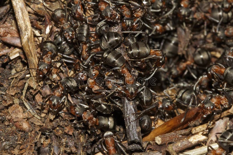 Close-up of the Red Wood an Stock Photo - Image of outdoor, mound ...