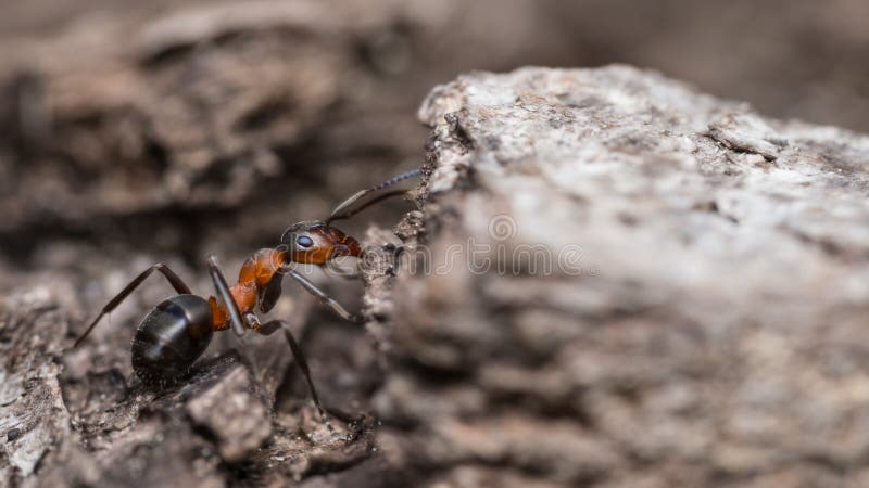 Close-up of Red Wood Ant Worker Profile on Tree Bark. Formica Rufa ...